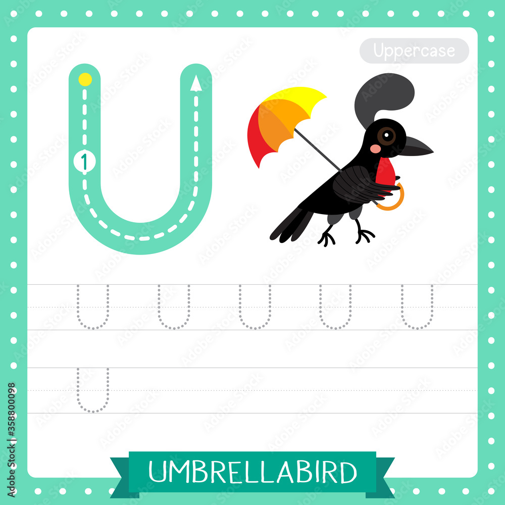 Letter U uppercase tracing practice worksheet of Umbrellabird Stock ...