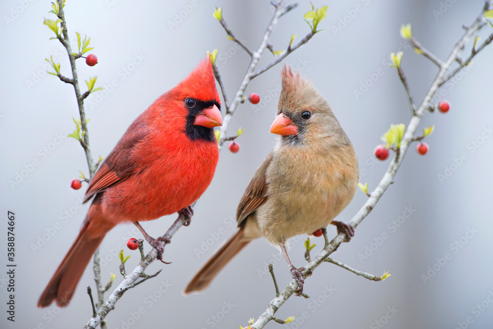 Red Bird or Northern Cardinal Mates Perched on Holly Branches Stock ...