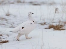 Ptarmigan Winter Plumage Free Stock Photo - Public Domain Pictures