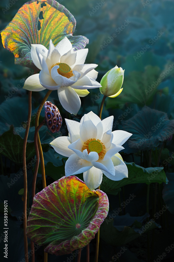 Fine art - Beautiful white lotus flower and lotus flower plants, pure ...