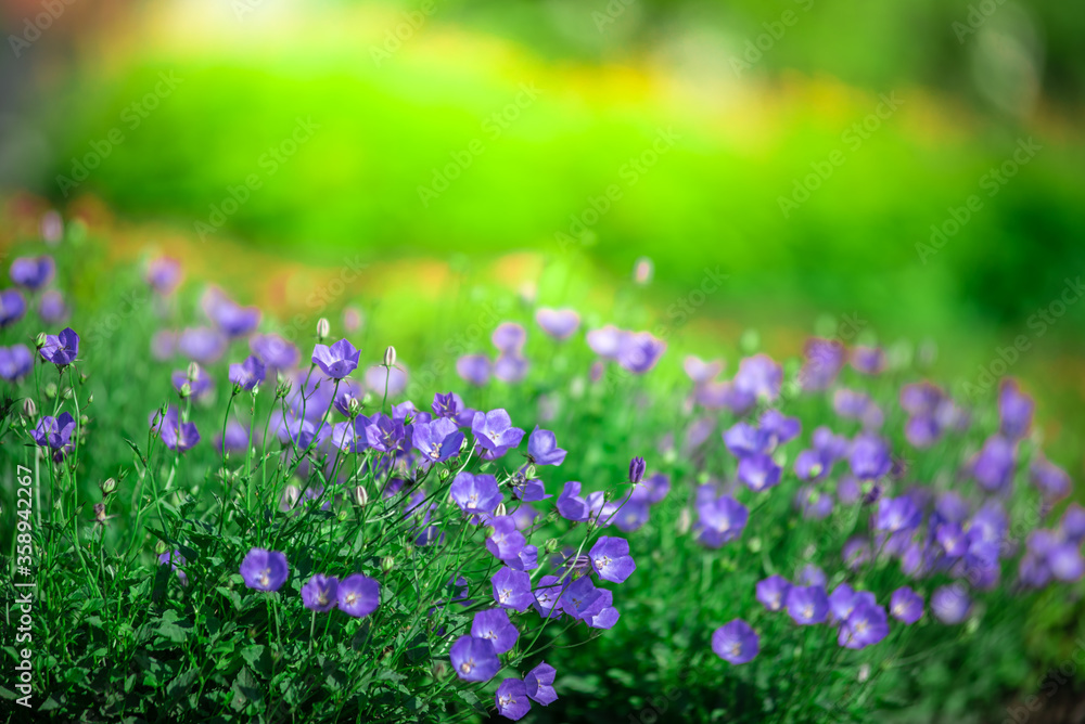 Backyard in spring, garden landscape design with tall and short shrubs ...