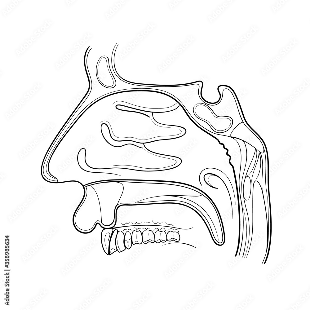 nose anatomy outline vector illustration Stock Vector | Adobe Stock