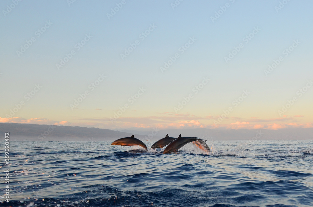 Dolphin watching during the sunrise time at Sanur, Bali. Lovina beach ...