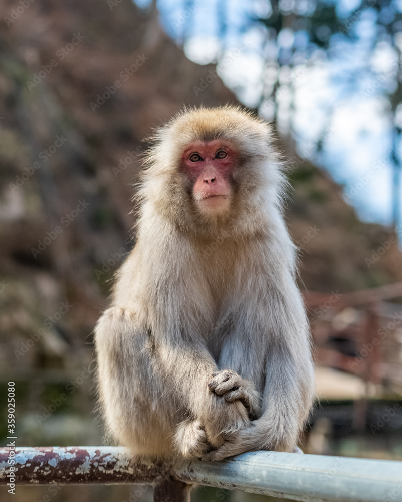 Japanese macaques - Snow Monkeys - at Jigokudani Monkey Park ...
