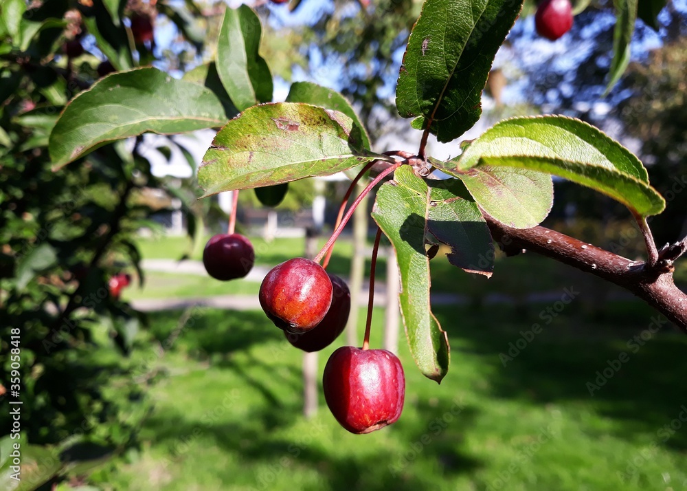 Branches with fruits of Malus Hupehensis, common names Chinese crab ...