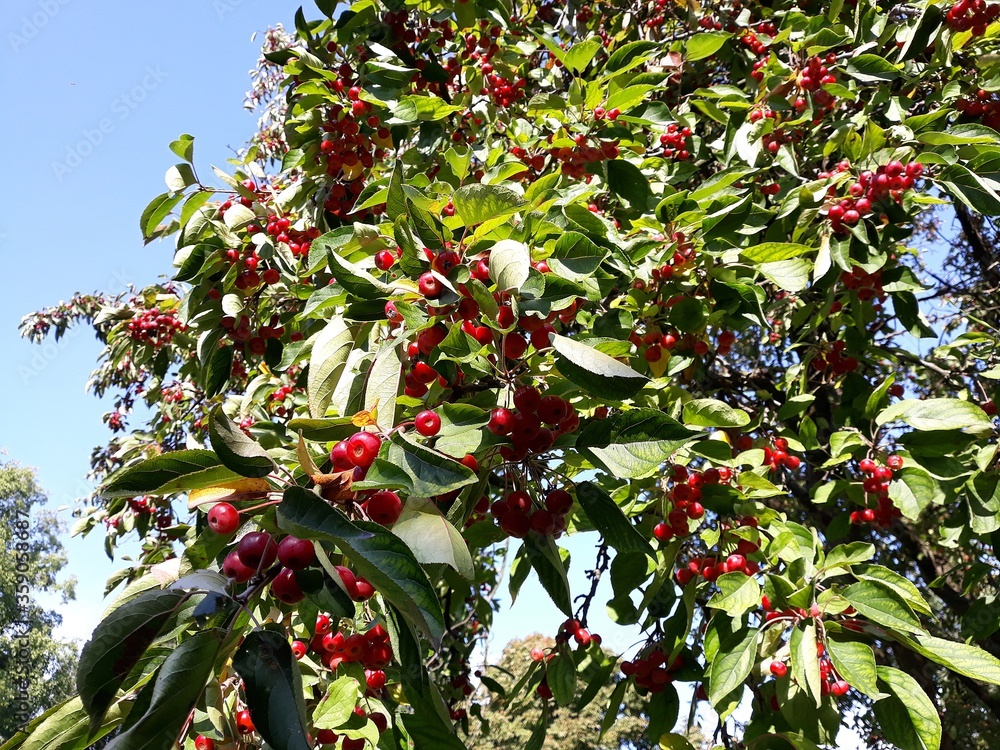 Branches with fruits of Malus Hupehensis, common names Chinese crab ...