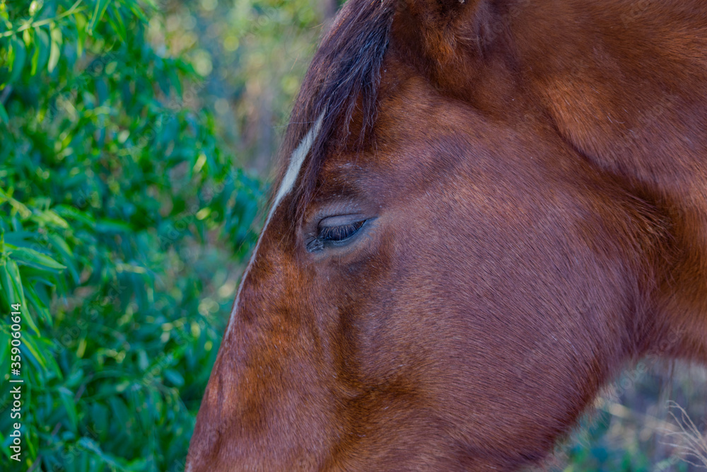 caballo rojizo descansando y protegiéndose del sol bajo de un árbol ...