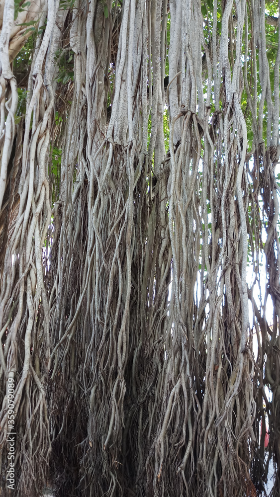 Ficus benghalensis, commonly known as the banyan, banyan fig and Indian ...