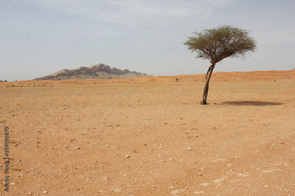 Hot and arid desert sand dunes terrain in Sharjah emirate in the United ...