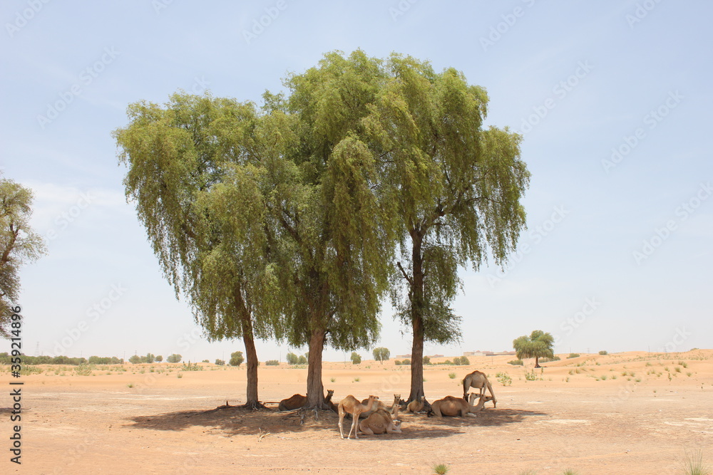 Drought-resistant evergreen 'Ghaf' trees (Prosopis cineraria) in desert ...