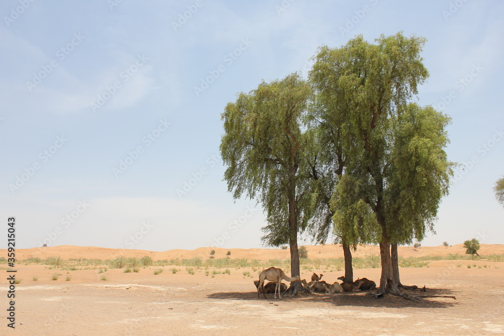 Drought-resistant evergreen 'Ghaf' trees (Prosopis cineraria) in desert ...
