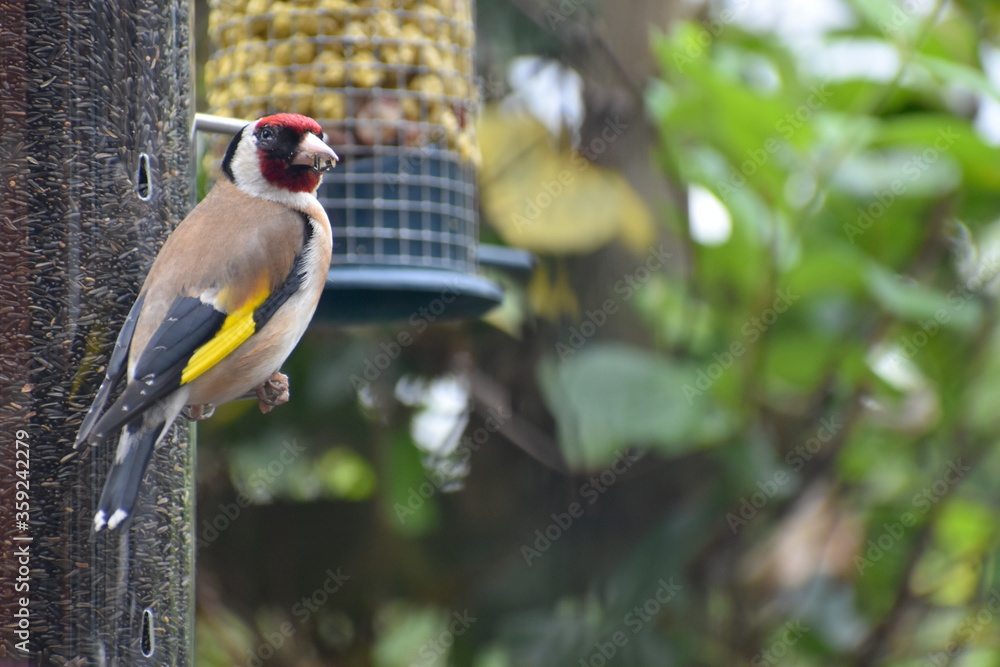European goldfinches red face couple black and white head and yellow ...