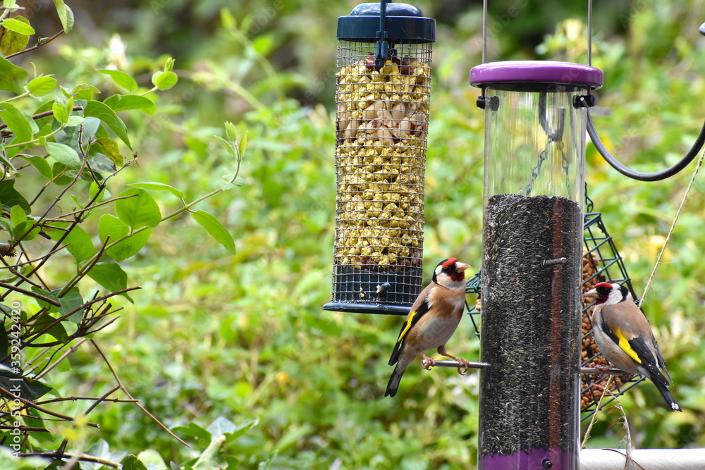 Highly coloured red face finches with yellow wing patches. Breeding in ...