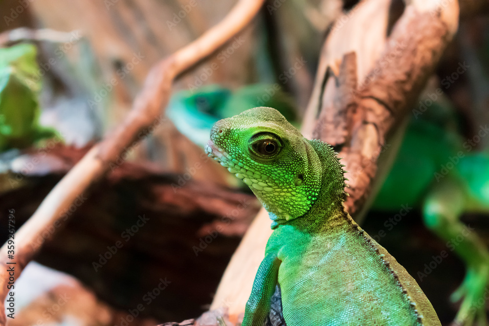 Common name of vertebrate animals that can change color according to ...