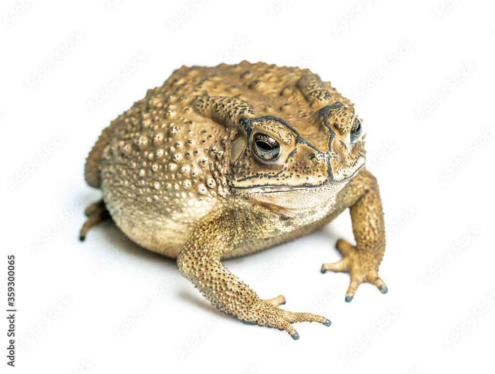 Commonly found toad with greyish-brown skin covered with wart-like ...
