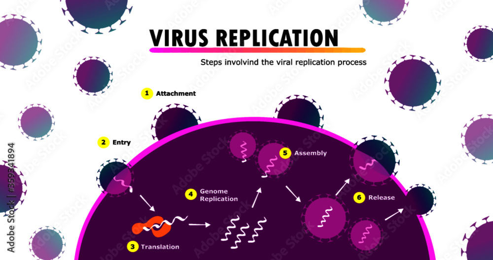 scientific infographic illustrating all stages of the replication cycle ...