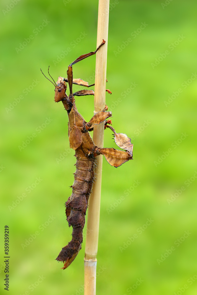 Extatosoma tiaratum, commonly known as the spiny leaf insect, the giant ...