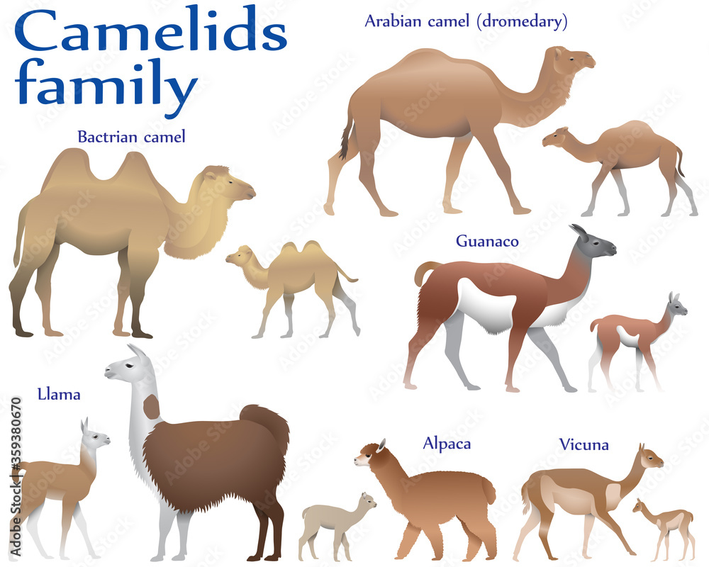 Collection of different species of mammals of camel family, adults and ...