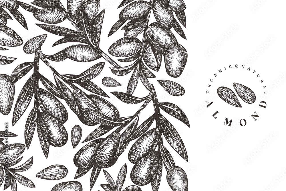 Hand drawn sketch almond design template. Organic food vector ...