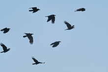 Murder Of Crows Free Stock Photo - Public Domain Pictures