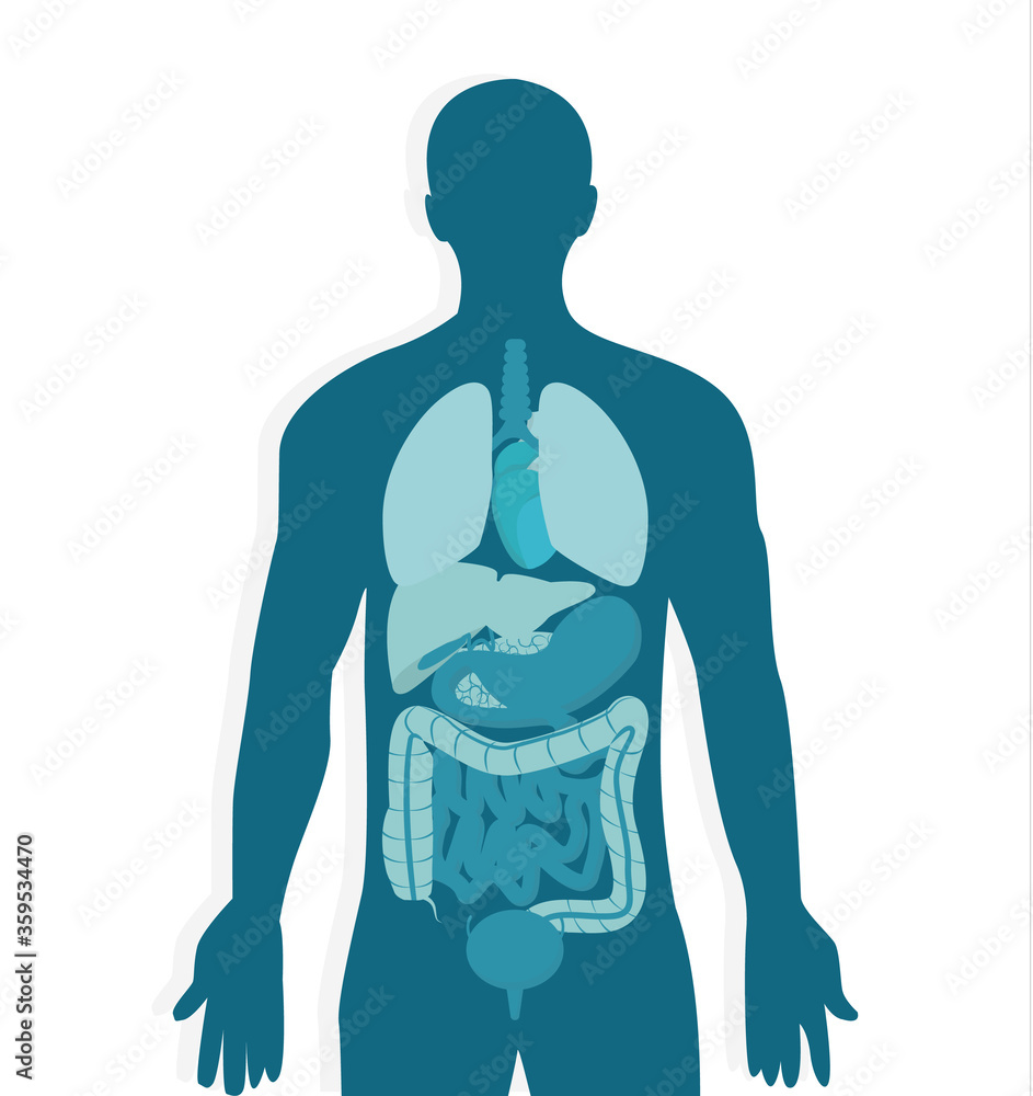 Vector de Stock Human Body Anatomy. Vector Image Of Male Internal ...