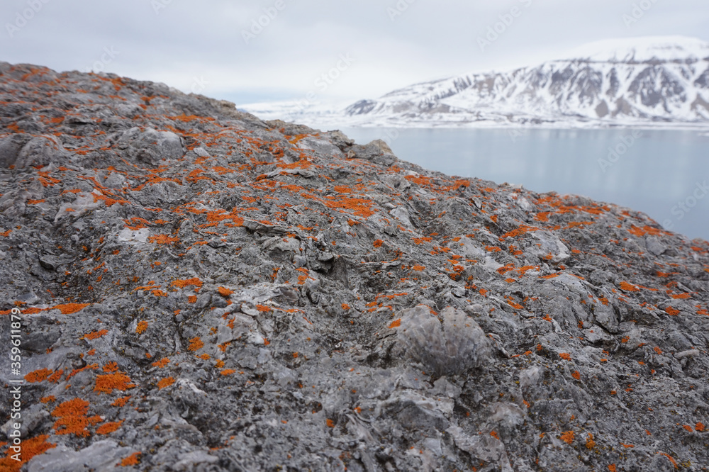 Rock with thousands of fossils called "Brachiopod" on Spitsbergen at a ...