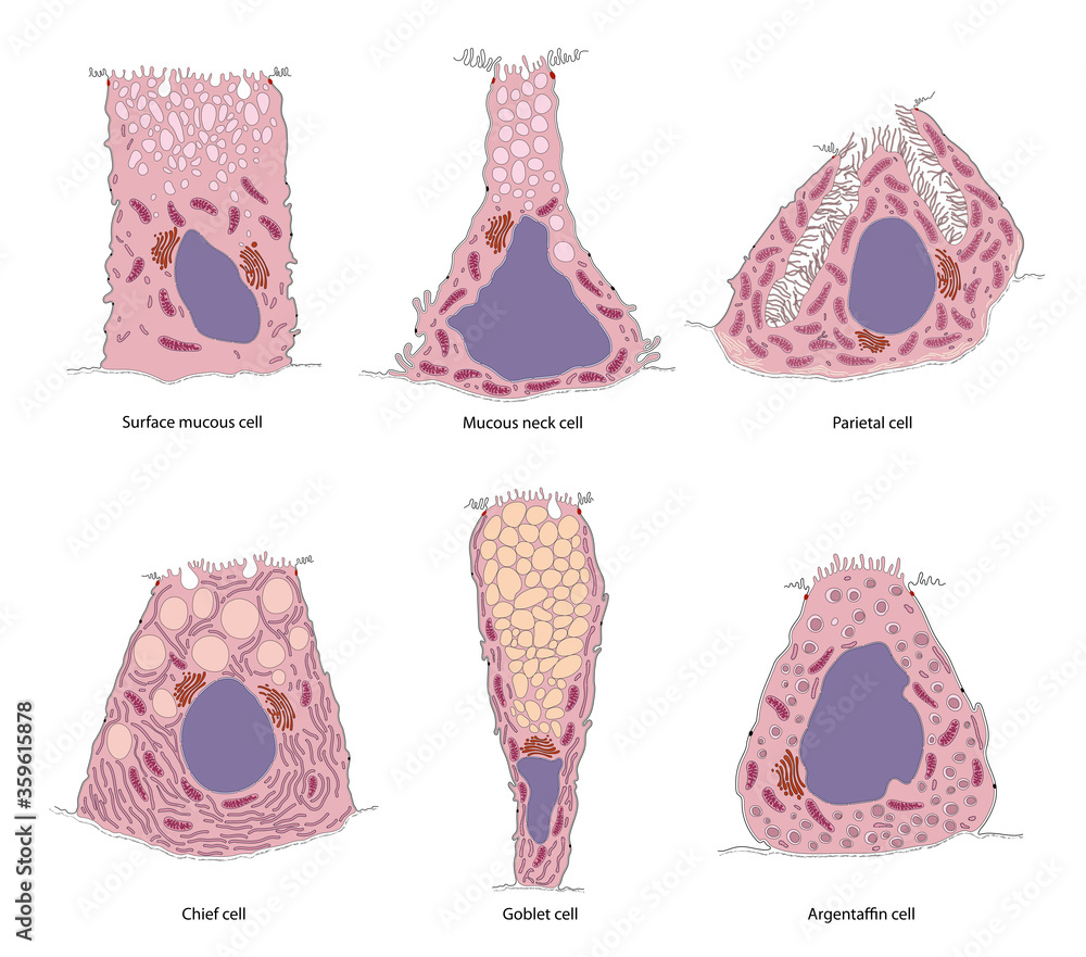 Gastric glands and cell types. Sectional view of stomach mucosa ...