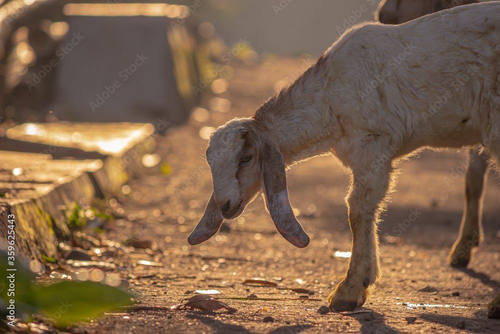 Foto de Stock Goat for Qurban Eid al-Adha. Eid al-Adha is an Islamic ...
