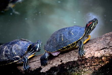 Red Eared Slider Turtle Free Stock Photo - Public Domain Pictures