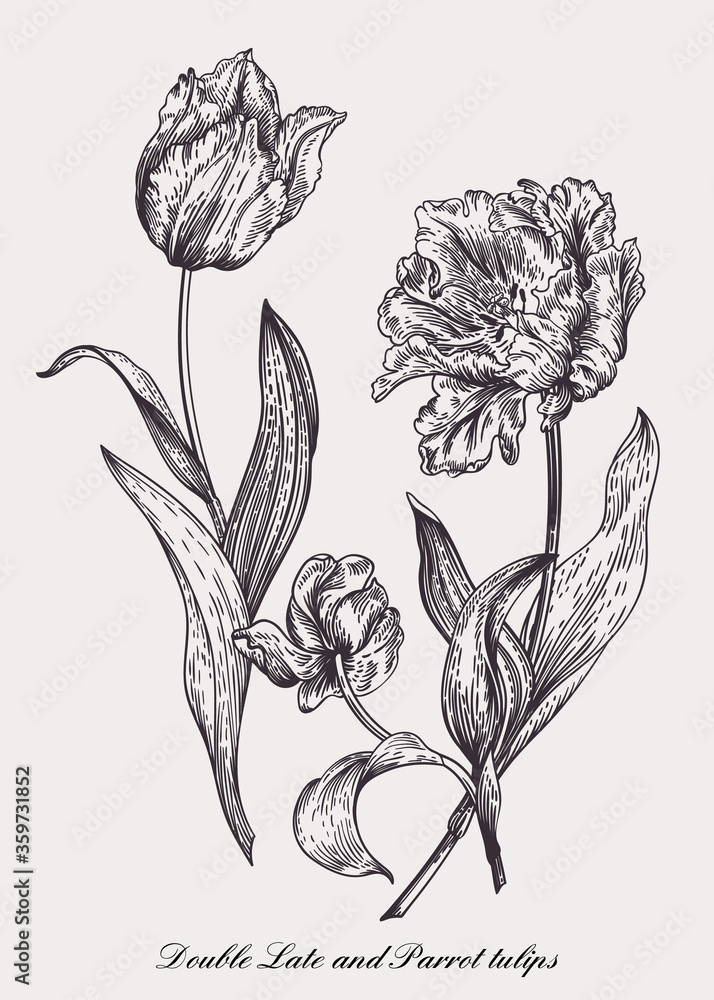 Vector drawing of three tulips. Stock Vector | Adobe Stock