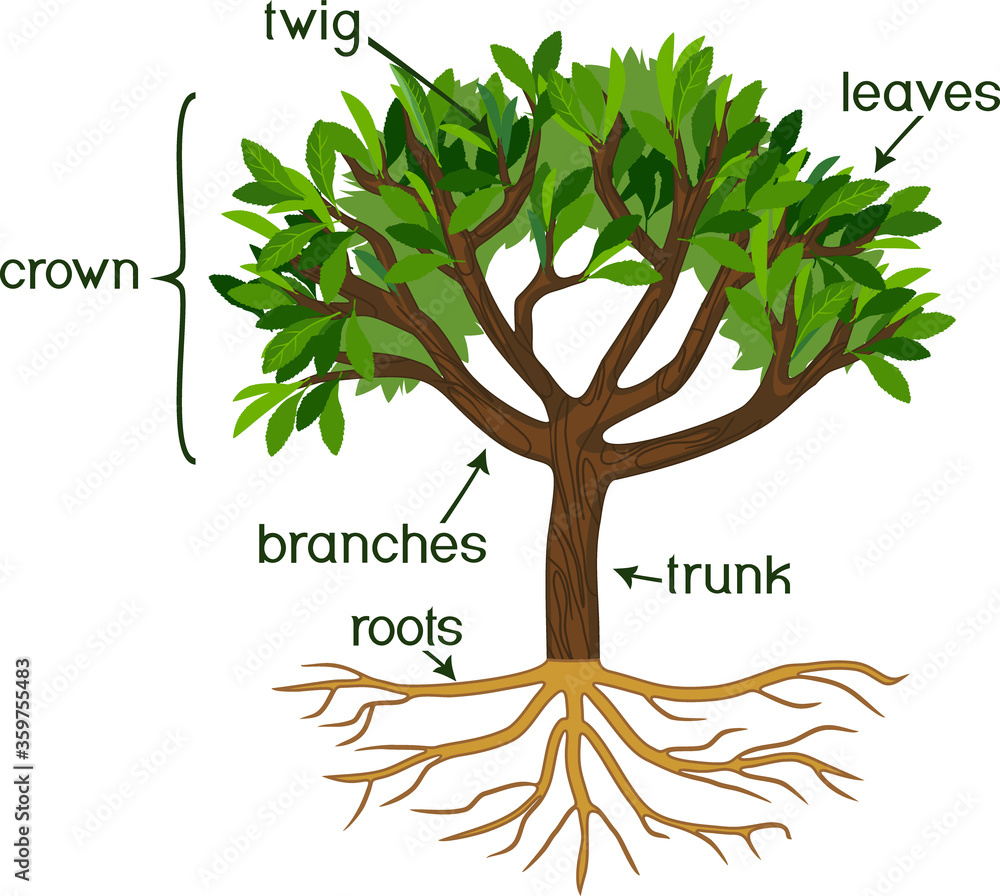 Parts of plant. Morphology of tree with green crown, root system and ...