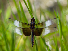 Male Widow Skimmer Dragonfly Free Stock Photo - Public Domain Pictures