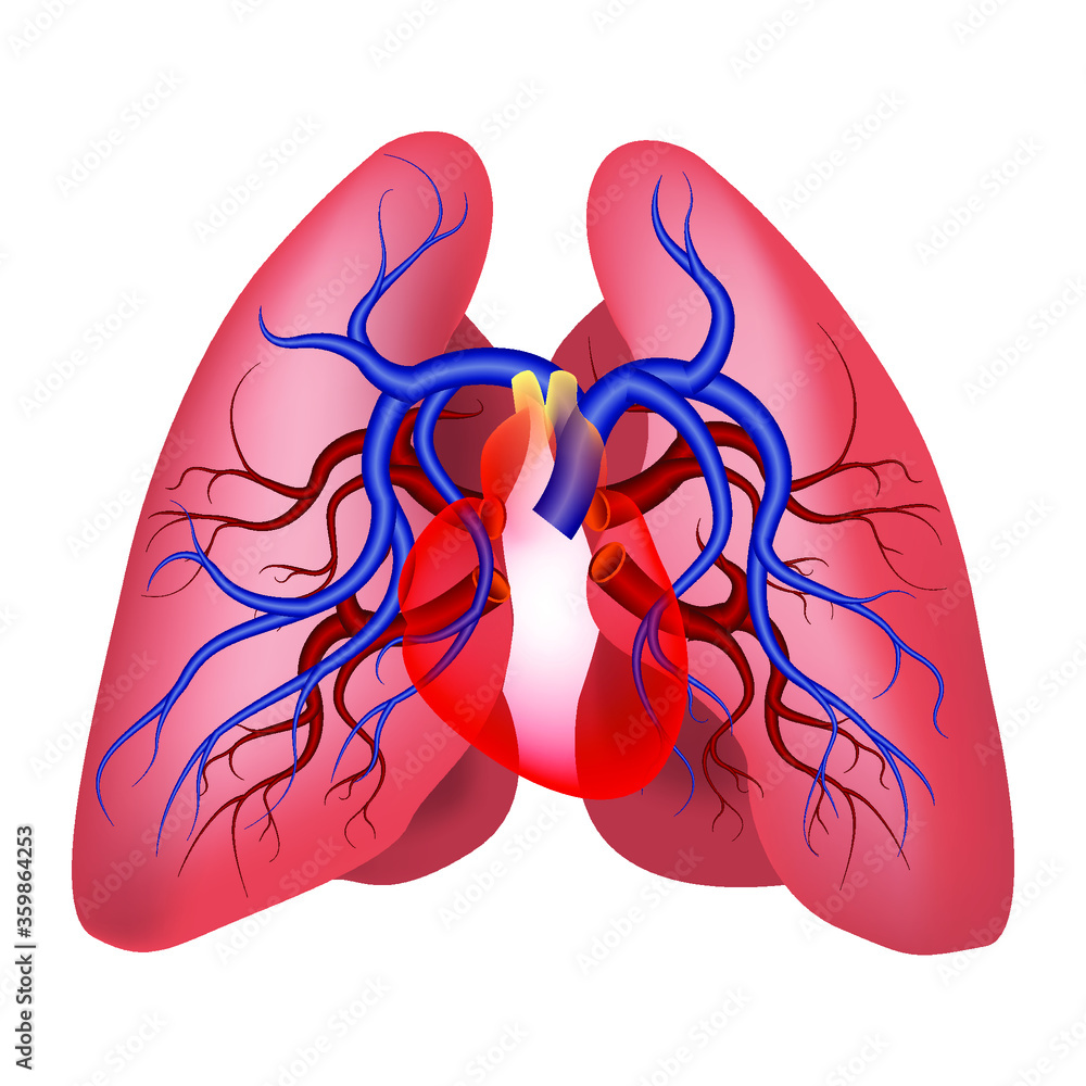 The structure of the pulmonary arteries. Scheme of the lungs and heart ...