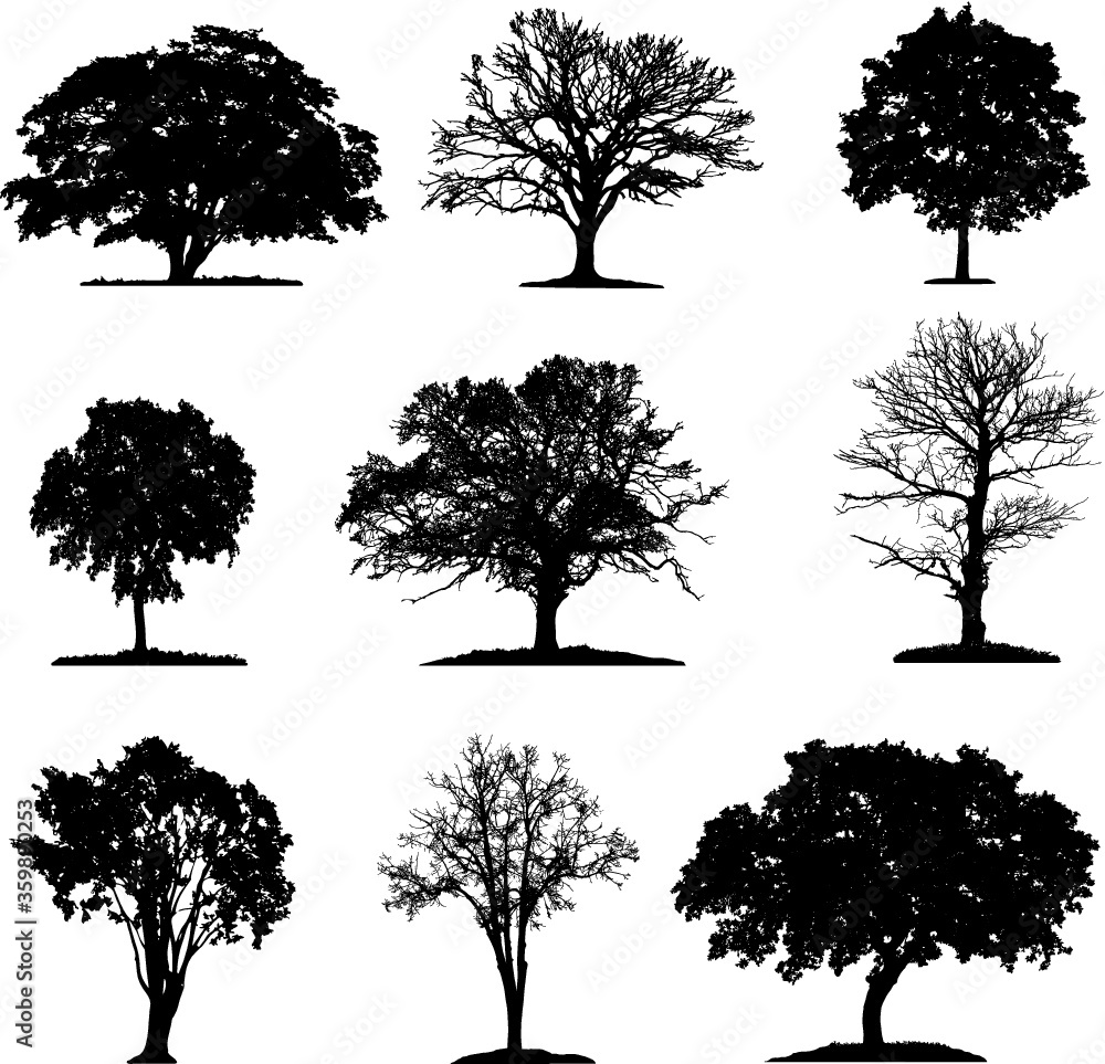 Trees silhouette collection Various isolated tree silhouettes on a ...