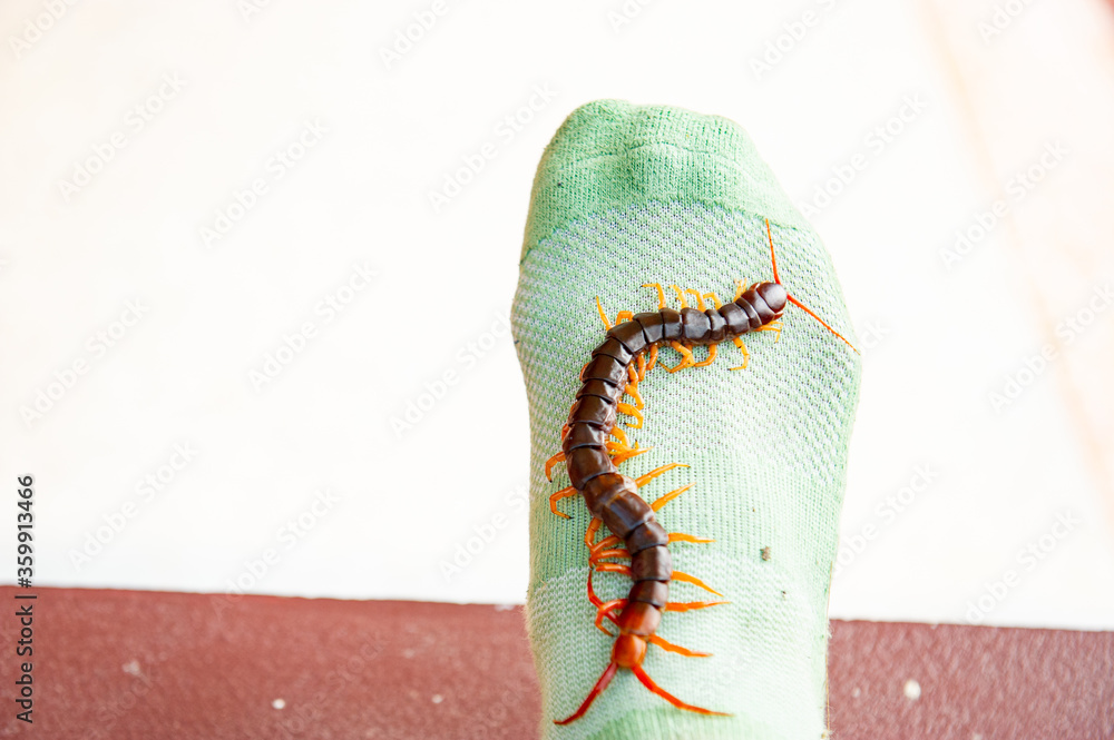 Centipede is a poisonous animal with many legs that can bite and ...