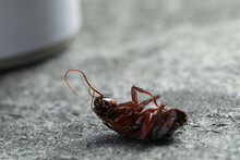 Grey Cockroach Free Stock Photo - Public Domain Pictures
