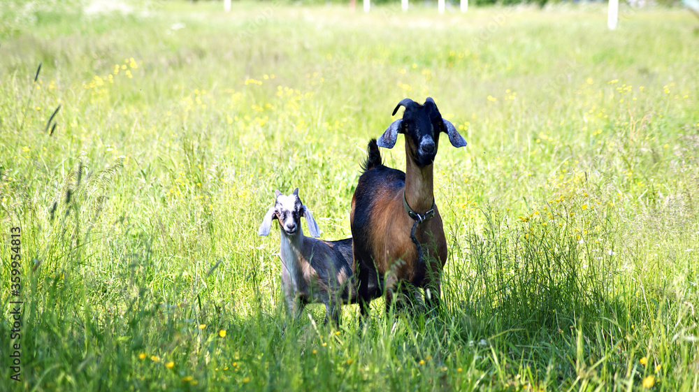 a goat with lowered ears. The photo shows a young goat with a kid ...