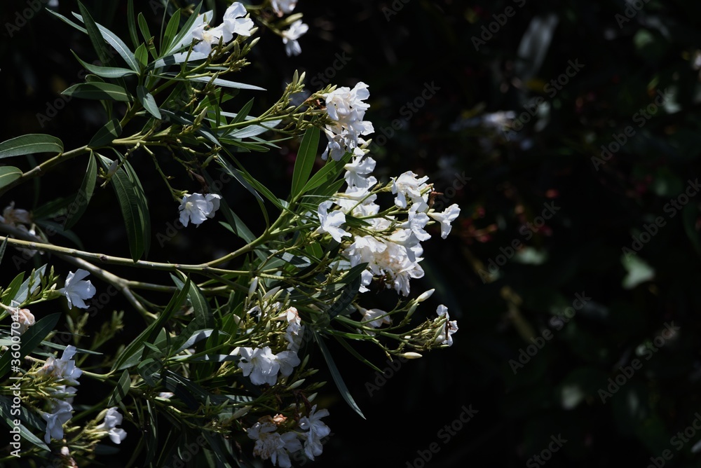 Oleander is an Apocynaceae evergreen shrub with white and red flowers ...