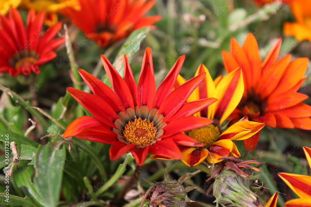 GAZANIA - AFRICAN DAISY. Belonging, botany. A Fresh GAZANIA - AFRICAN ...
