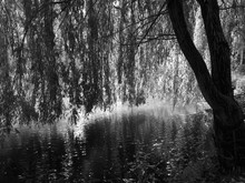 Willow Over Water Free Stock Photo - Public Domain Pictures