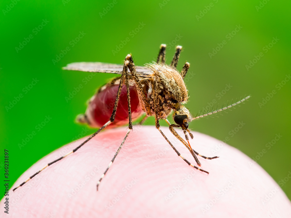 Zika Infected Mosquito Bite on Green Background. Leishmaniasis ...