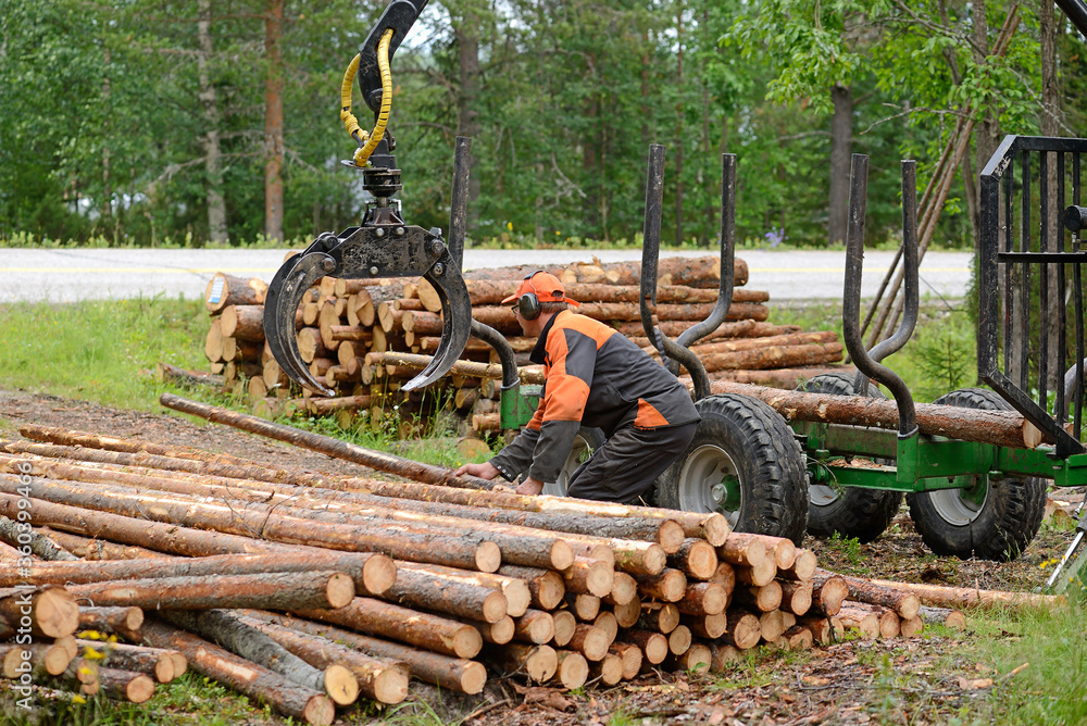 Loading - unloading logs. Forester brought logs from forest to build ...