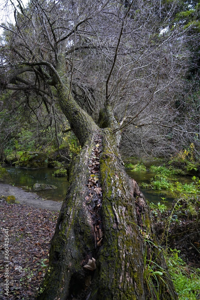 Native trees photographed along hiking trails in New Zealand Stock ...