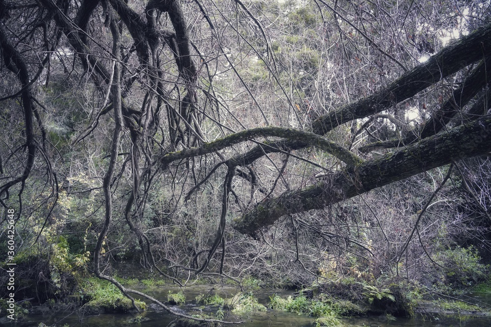 Native trees photographed along hiking trails in New Zealand Stock ...