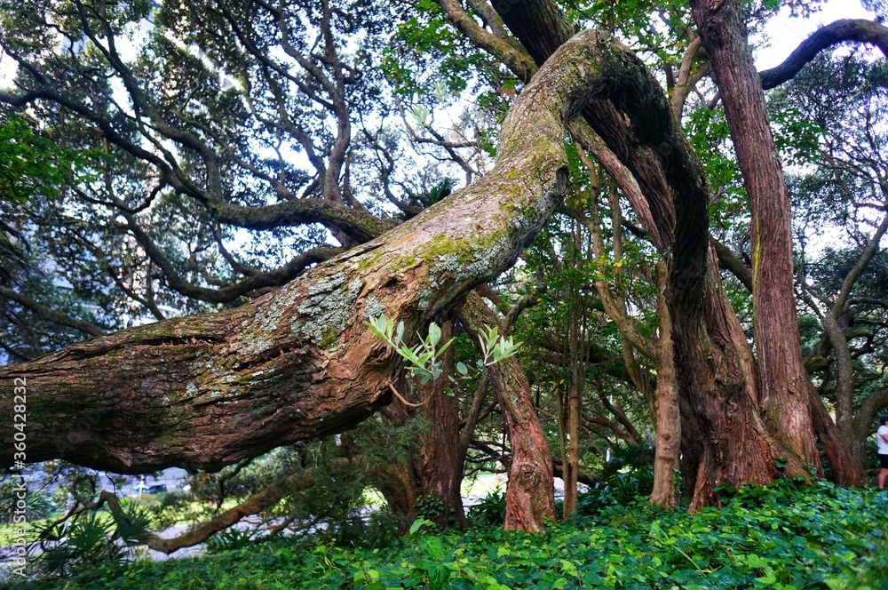 Native trees photographed along hiking trails in New Zealand Stock ...