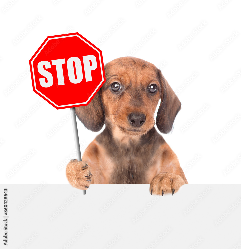 Dachshund puppy holds "stop" sign and looks above empty white banner ...
