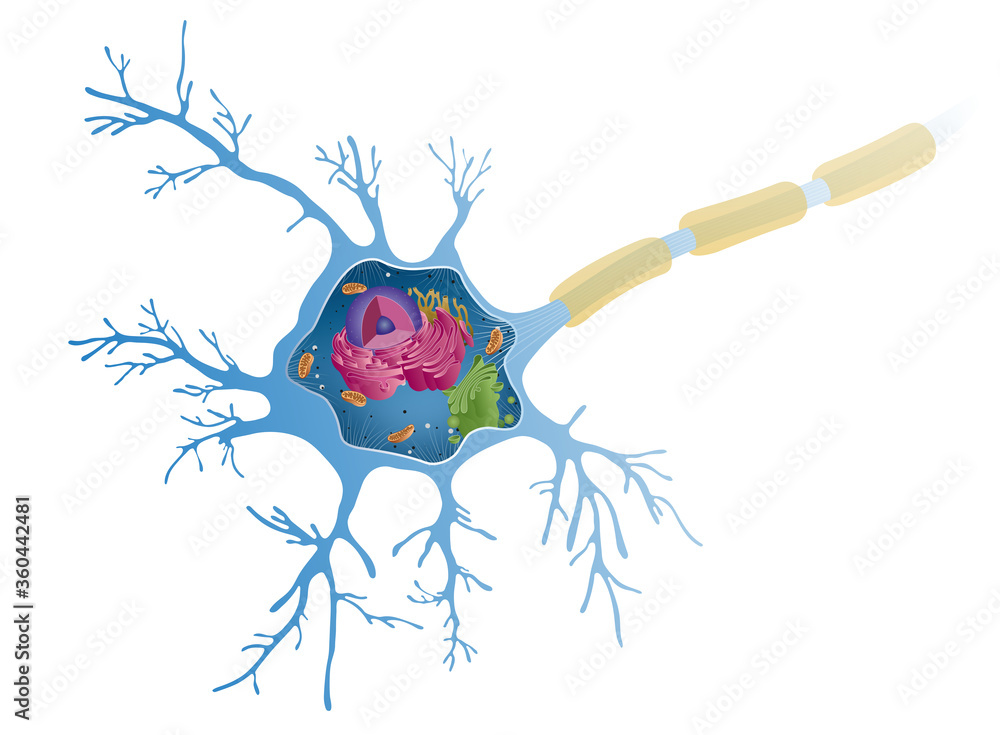 Anatomy of a multipolar neuron. Nerve cells, also known as a neurons ...