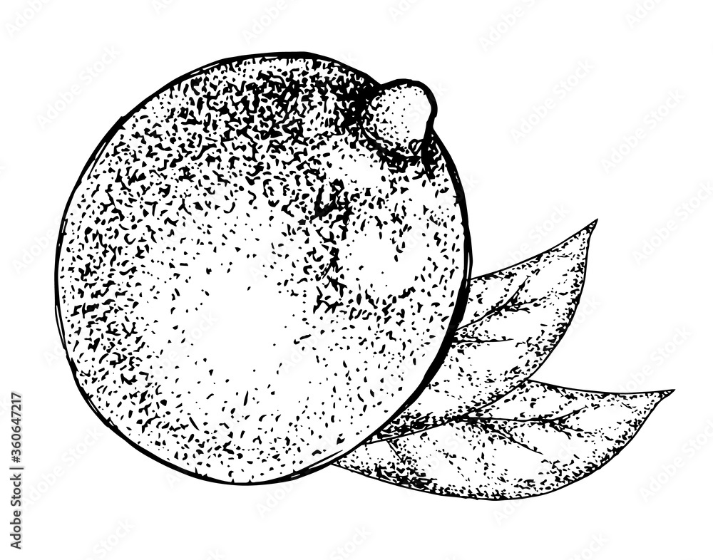 Vector illustration with one whole lemon and several leaves. Imitation of etching or ink drawing ...