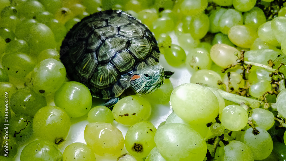 Turtle in between fine grapes from farm. bio animal and food relation ...
