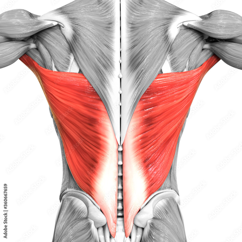 Human Muscular System Torso Muscles Latissimus Dorsi Muscle Anatomy ...
